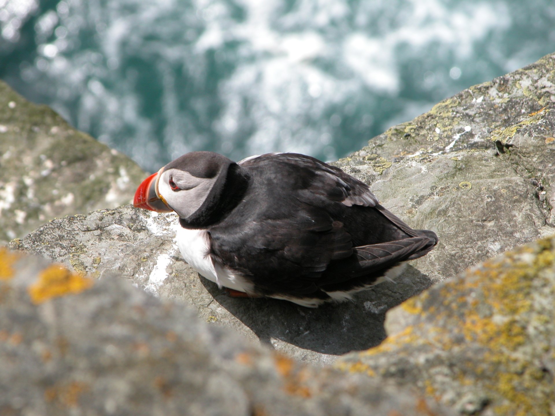 Download Animal Puffin HD Wallpaper | 2560x1920 | Wallpaper Abyss
