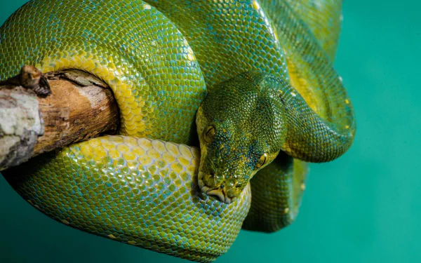Emerald Python HD Wallpaper