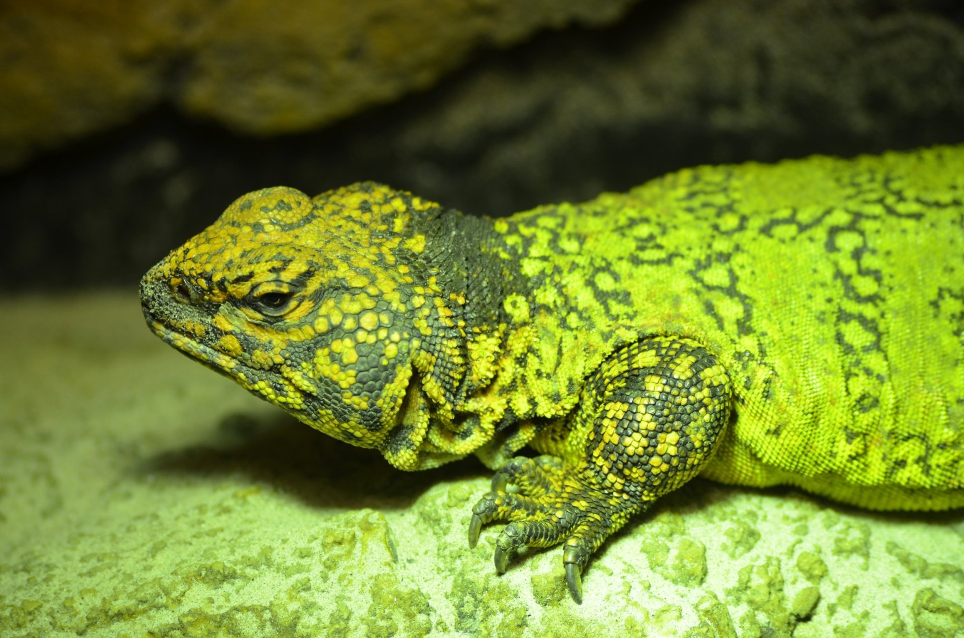 Animal Lizard HD Wallpaper