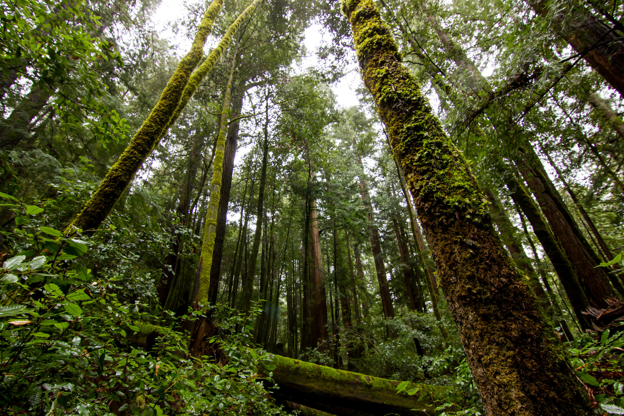Download Nature Forest HD Wallpaper