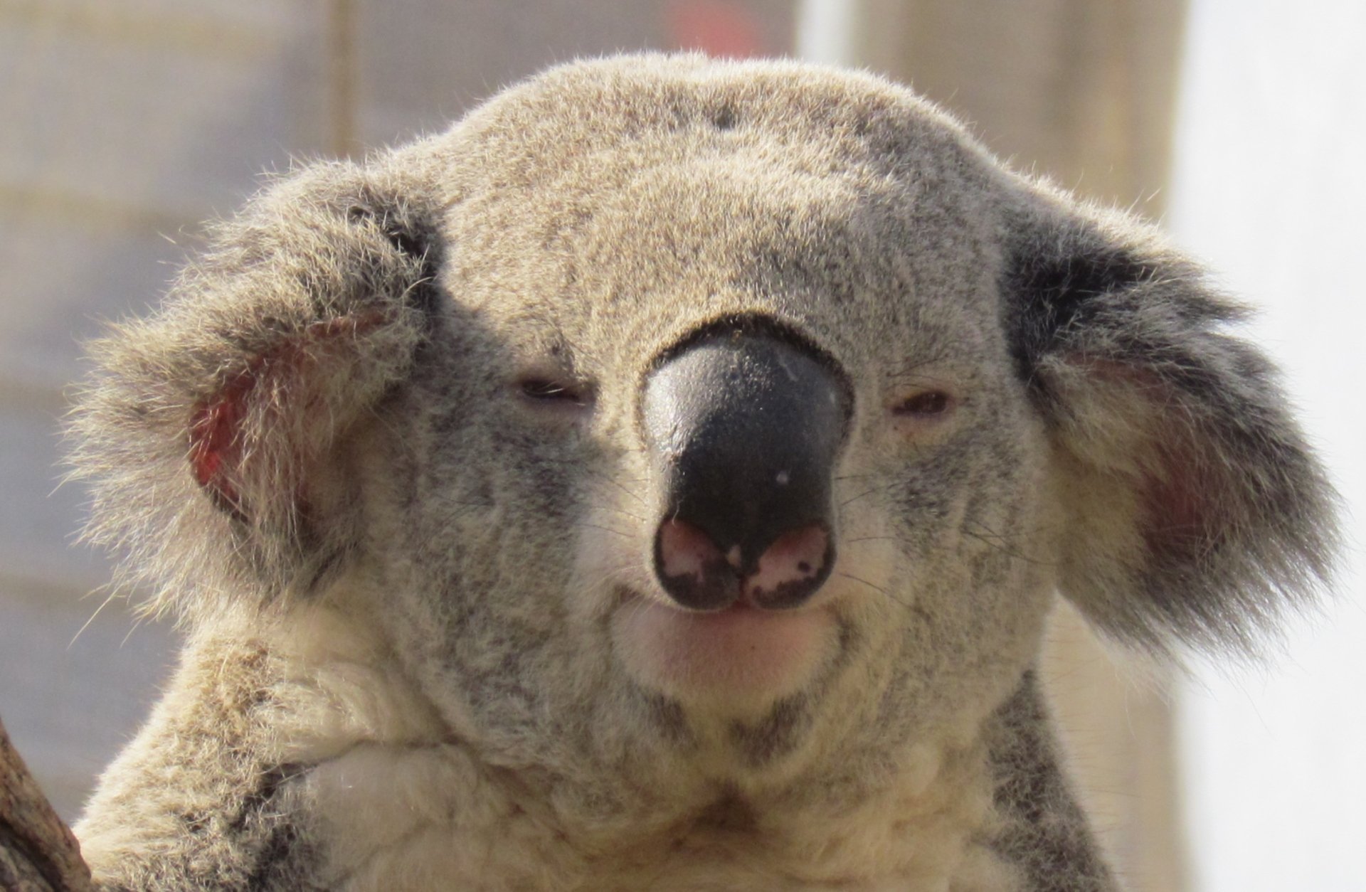 Download Animal Koala HD Wallpaper | 3056x1996 | Wallpaper Abyss