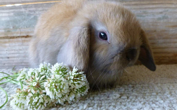 [70+] Rabbit 4k Wallpapers