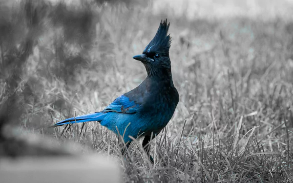 Steller's Jay in 4K Ultra HD – Vibrant Bird Wallpaper Showcase