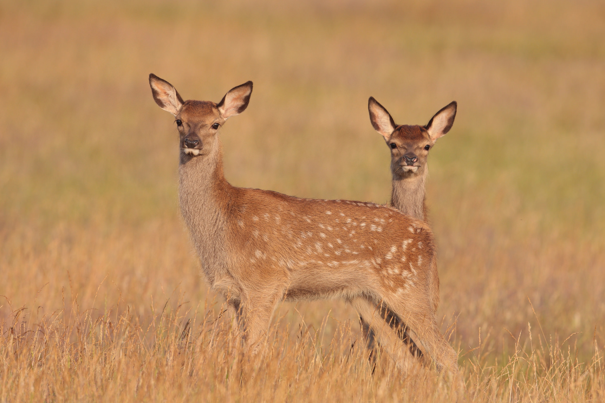 Download Cute Animal Deer HD Wallpaper by Hammerchewer