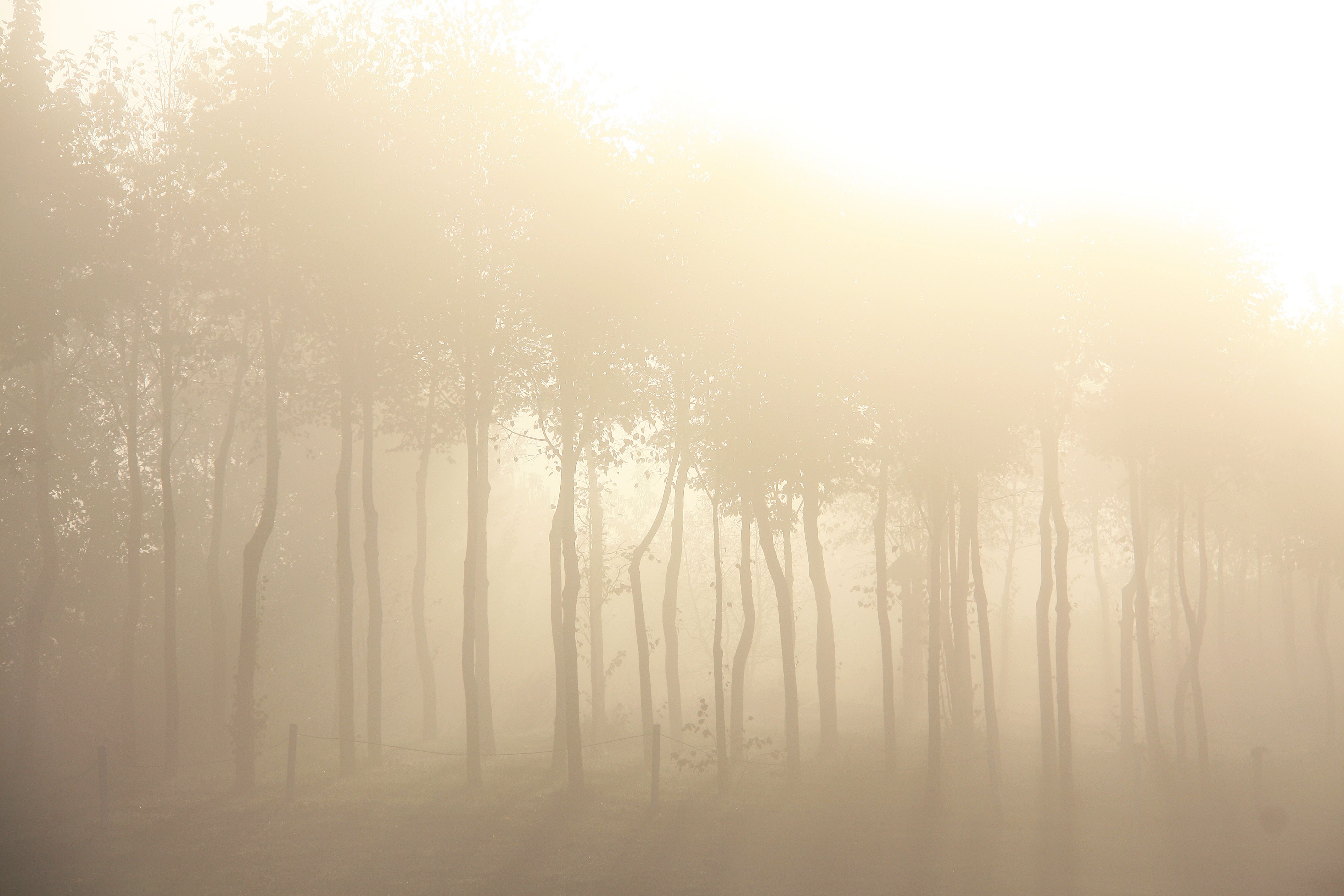 Download Nature Fog 4k Ultra HD Wallpaper