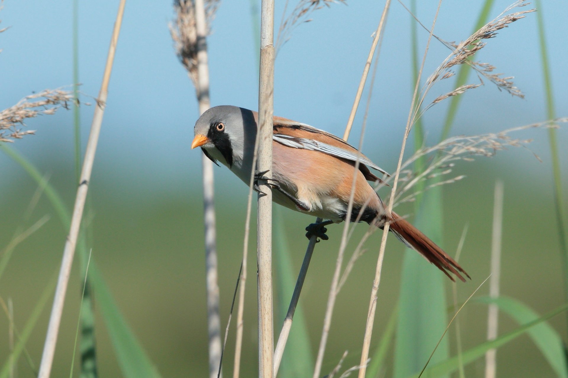 Download Animal Bearded Reedling HD Wallpaper by Hammerchewer