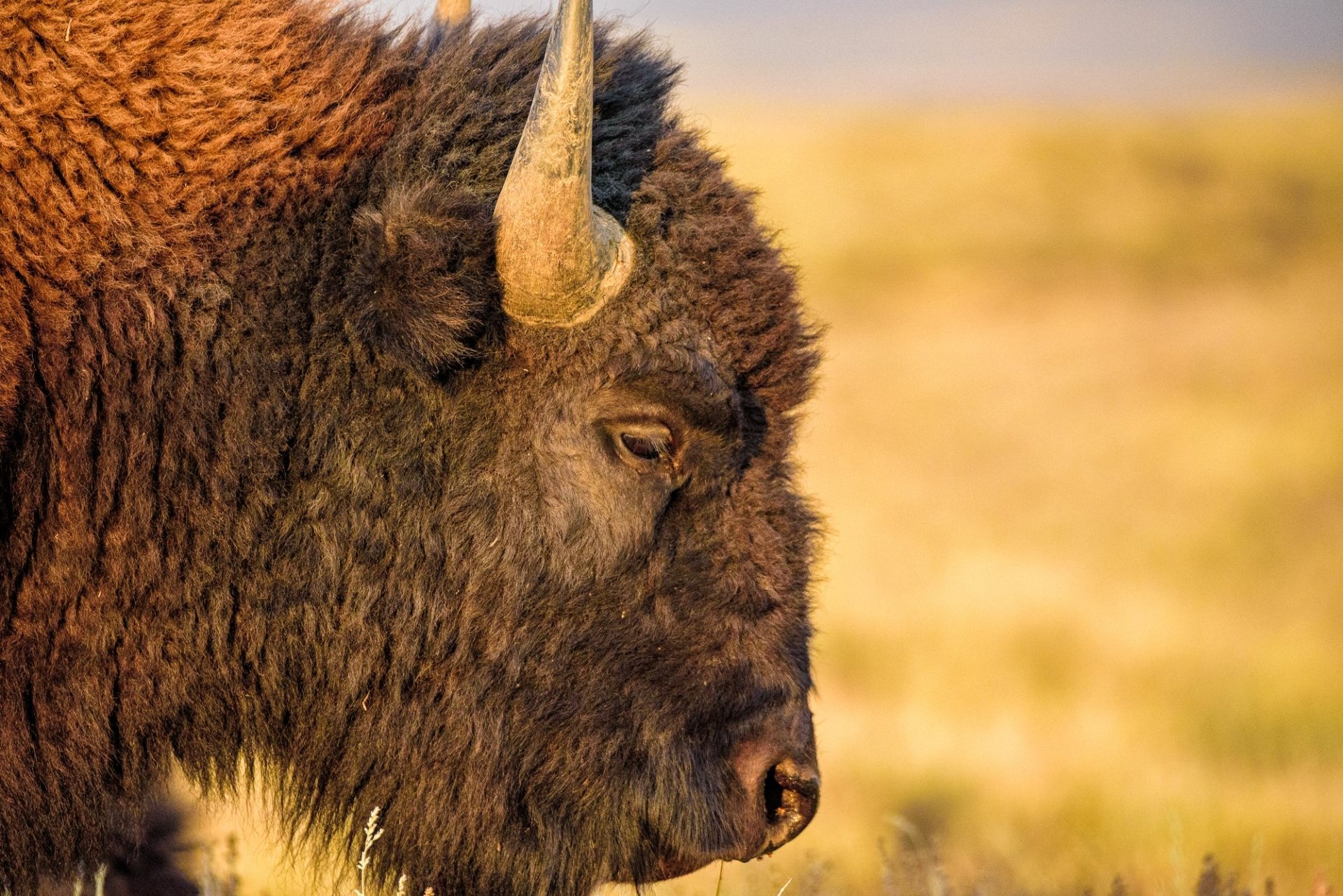 Download Animal American Bison HD Wallpaper | 2000x1335 | Wallpaper Abyss