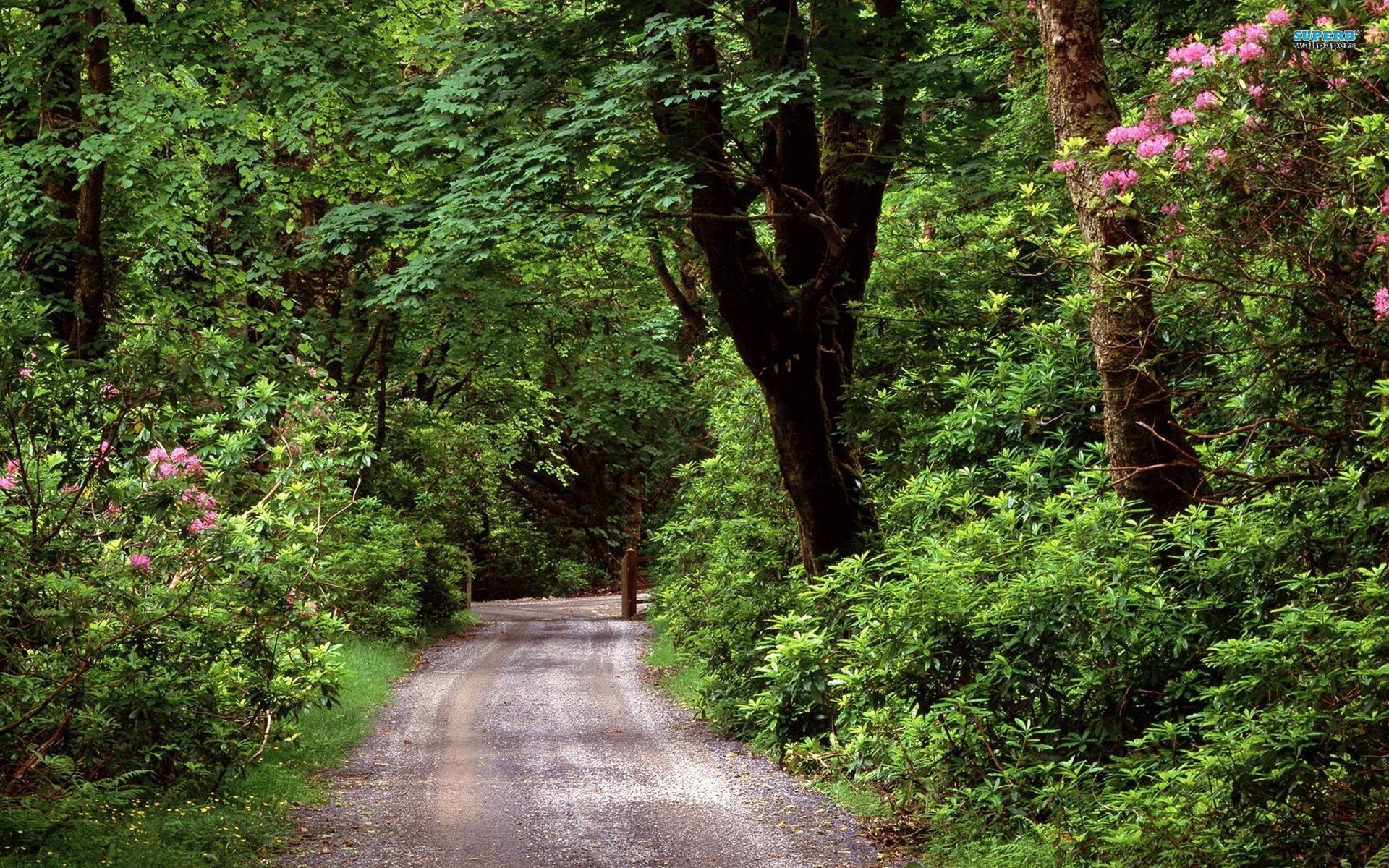 Download Man Made Path HD Wallpaper