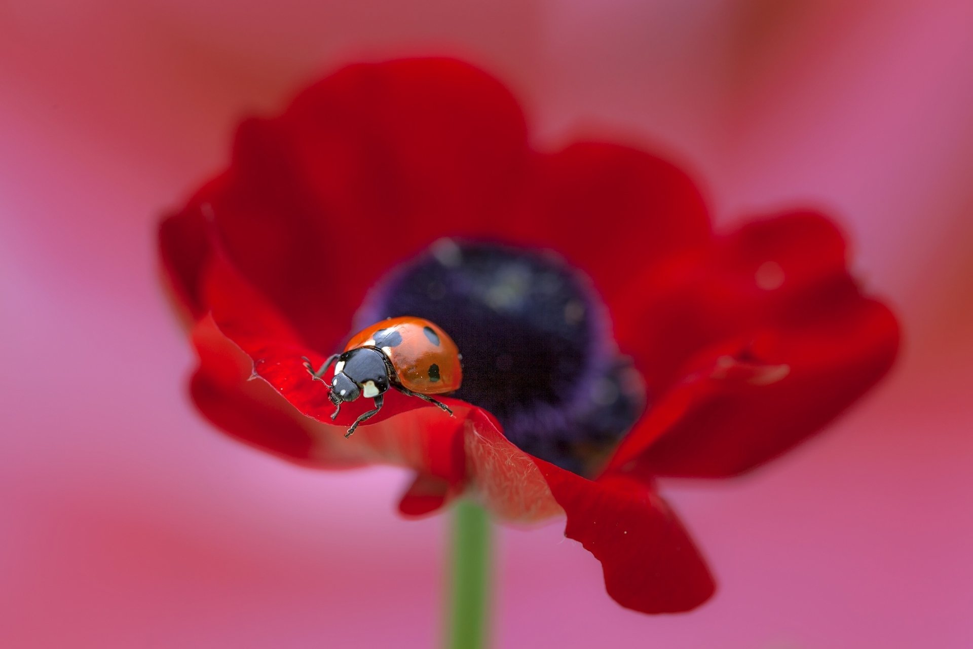 Download Macro Poppy Flower Animal Ladybug HD Wallpaper