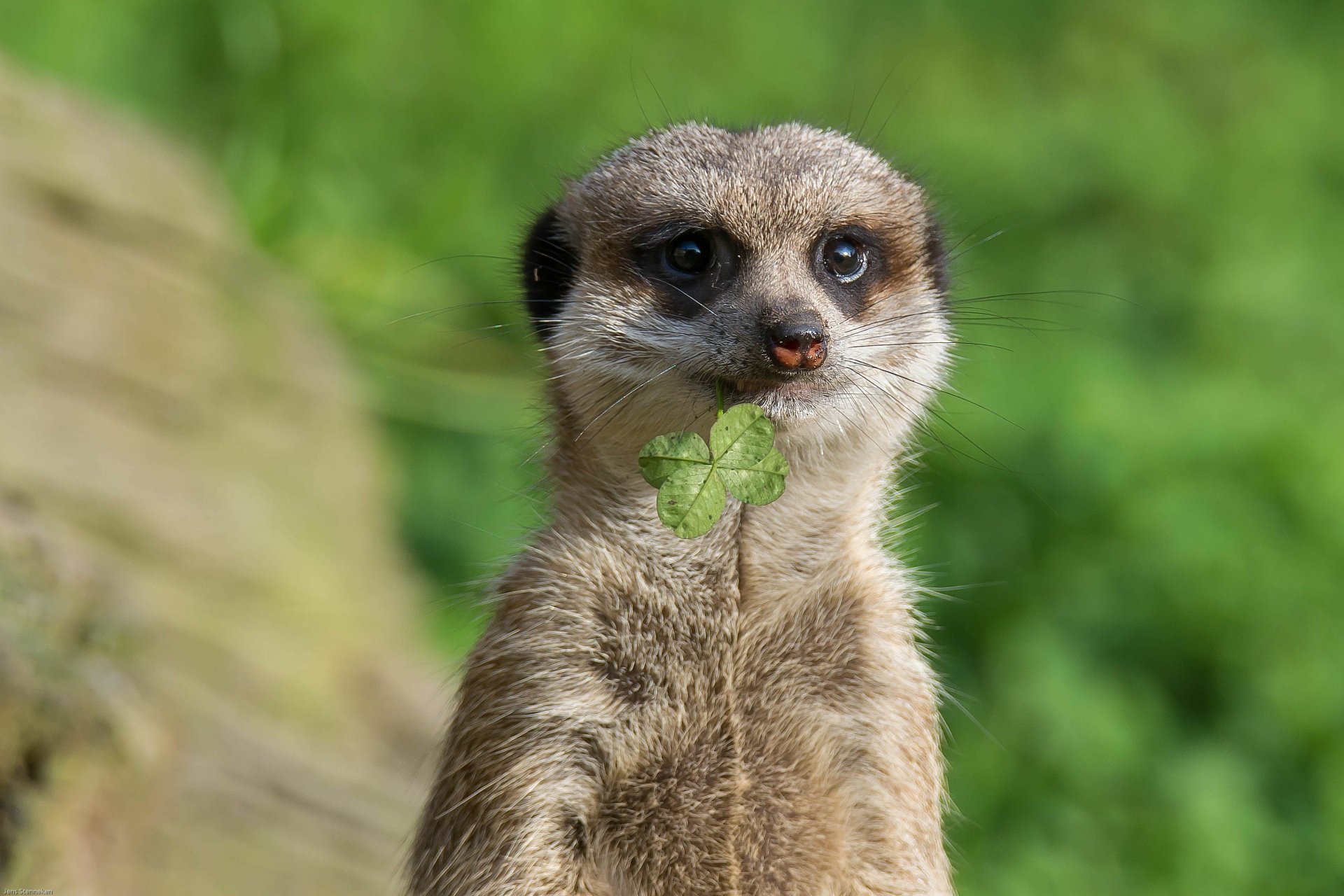 Download Animal Meerkat HD Wallpaper