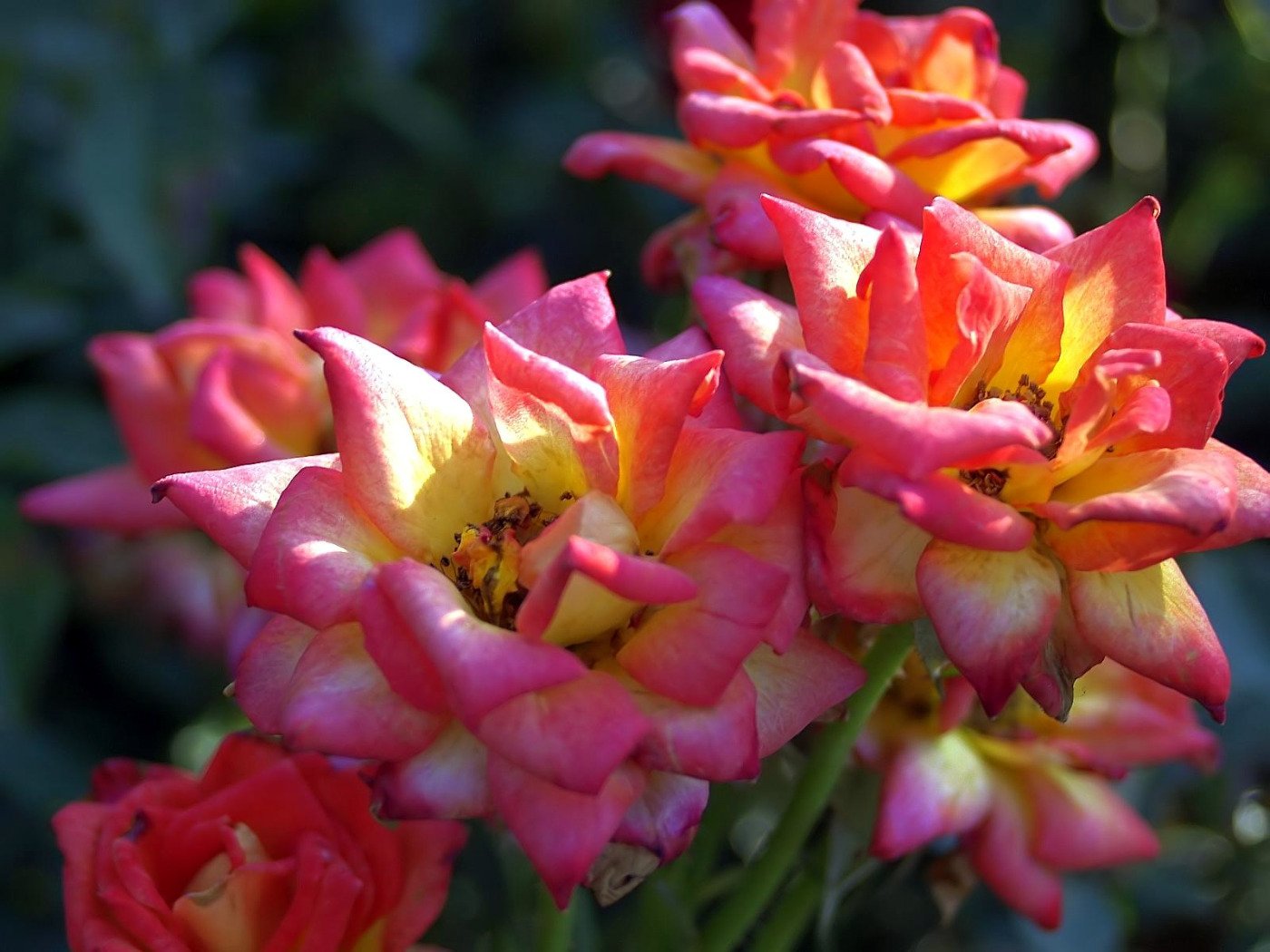 Vibrant Rose Blossoms HD Wallpaper – Nature’s Stunning Palette