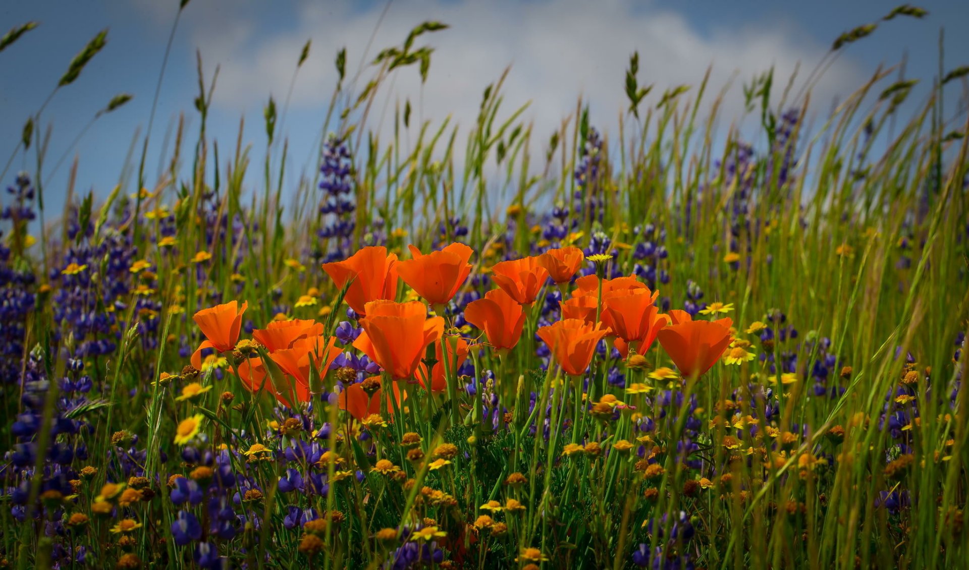 Download Orange Flower Nature Field Flower HD Wallpaper