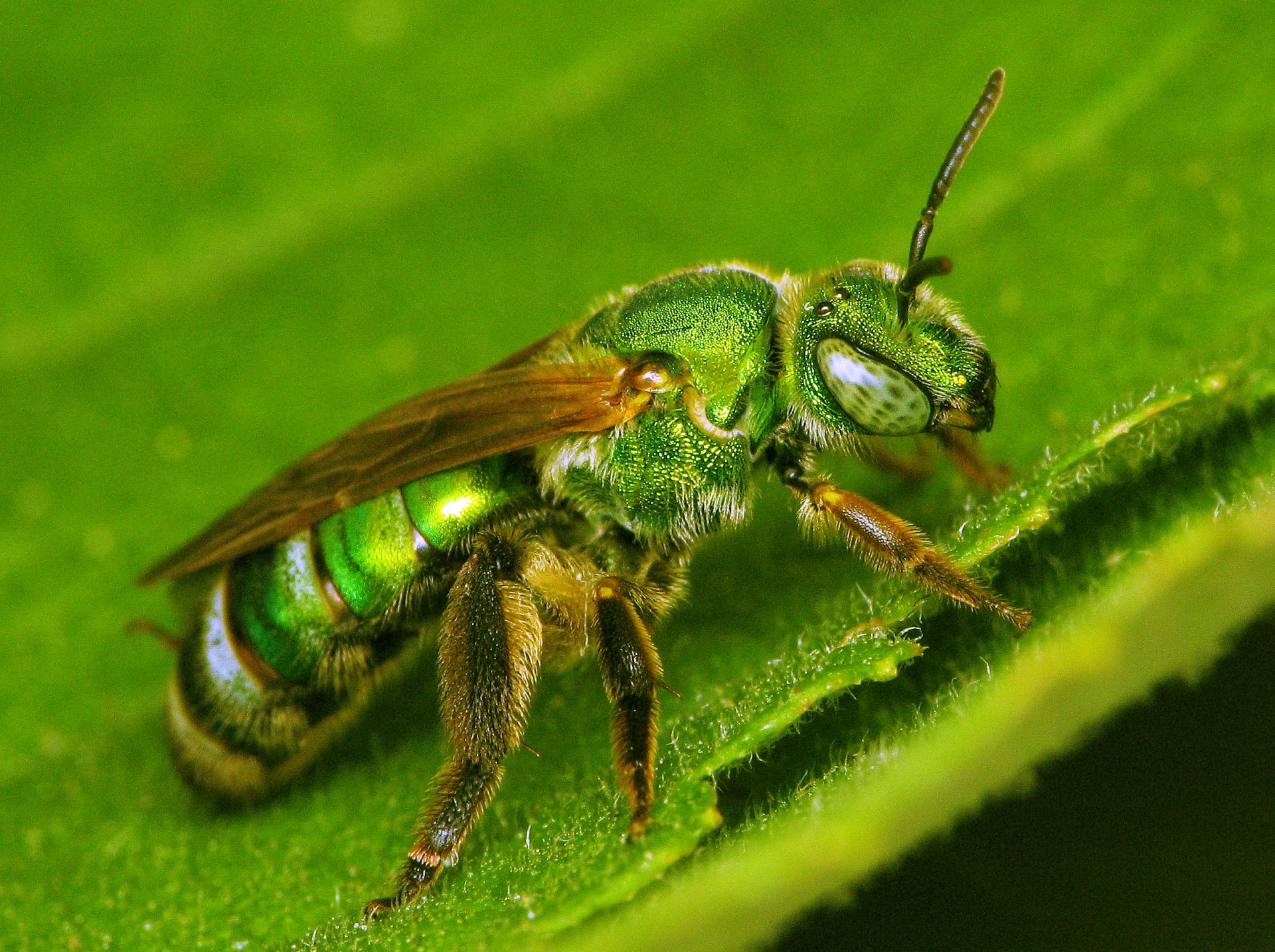 Download Green Insect Animal Bee HD Wallpaper