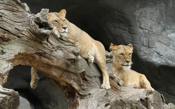 [10+] Lioness 4k Wallpapers