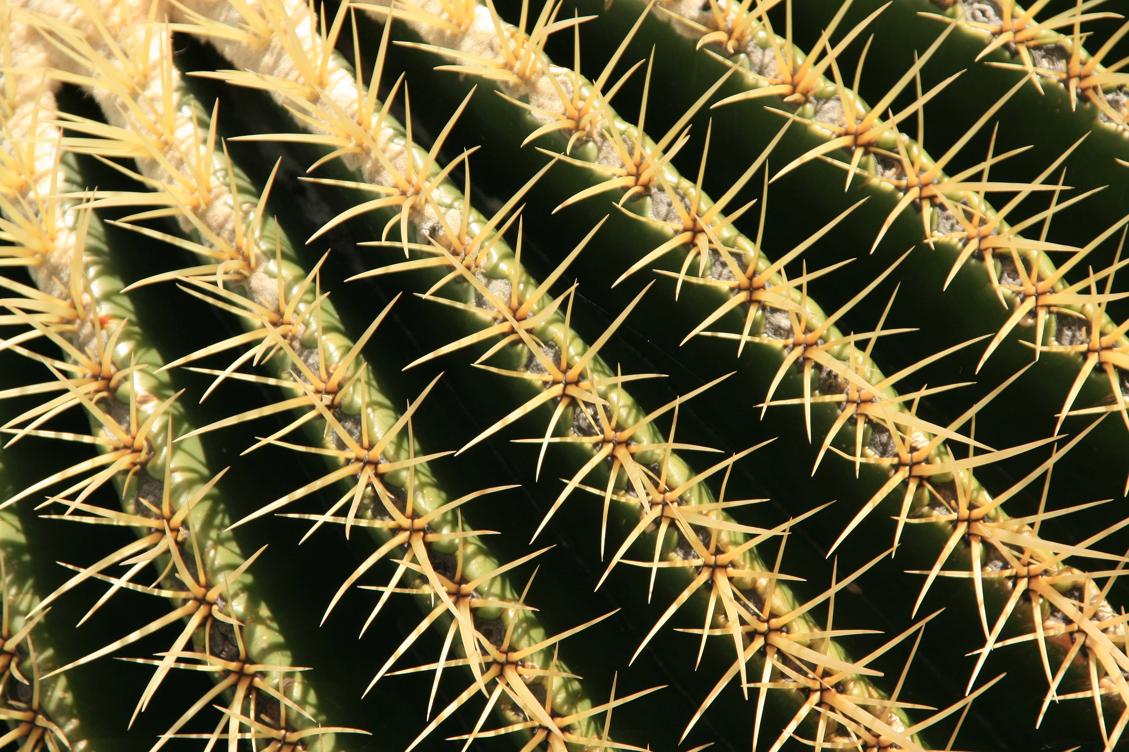 Download Nature Cactus 4k Ultra HD Wallpaper