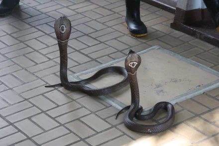 Cobra - Desktop Wallpapers, Phone Wallpaper, PFP, Gifs, and More!