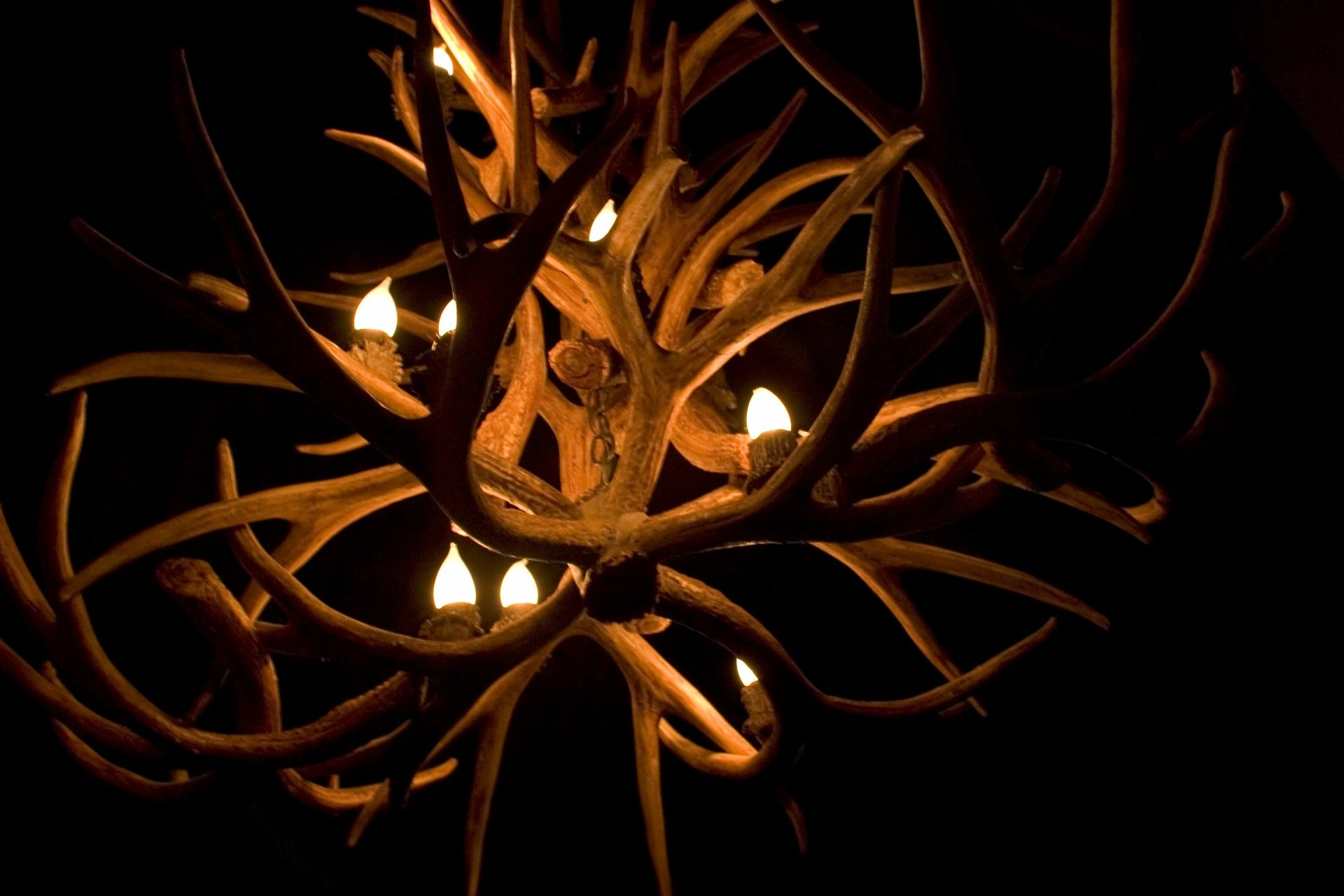 Download Photography Antler HD Wallpaper