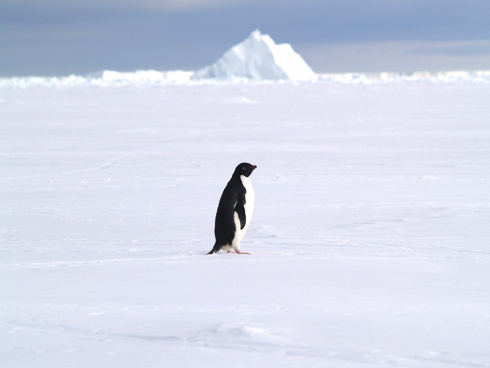 Download Animal Penguin Wallpaper | 1600x1200 | Wallpaper Abyss