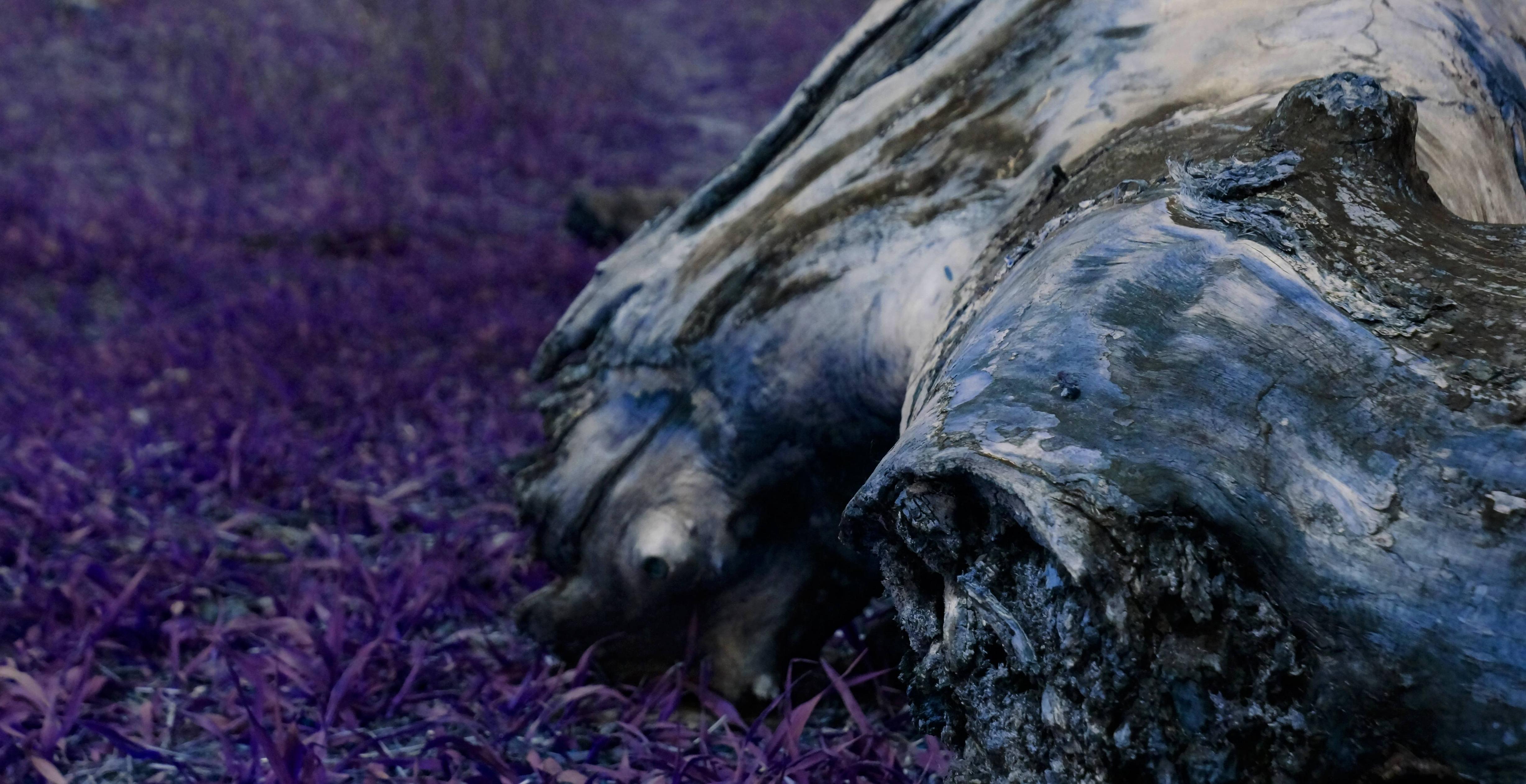 Download Nature Tree 4k Ultra HD Wallpaper