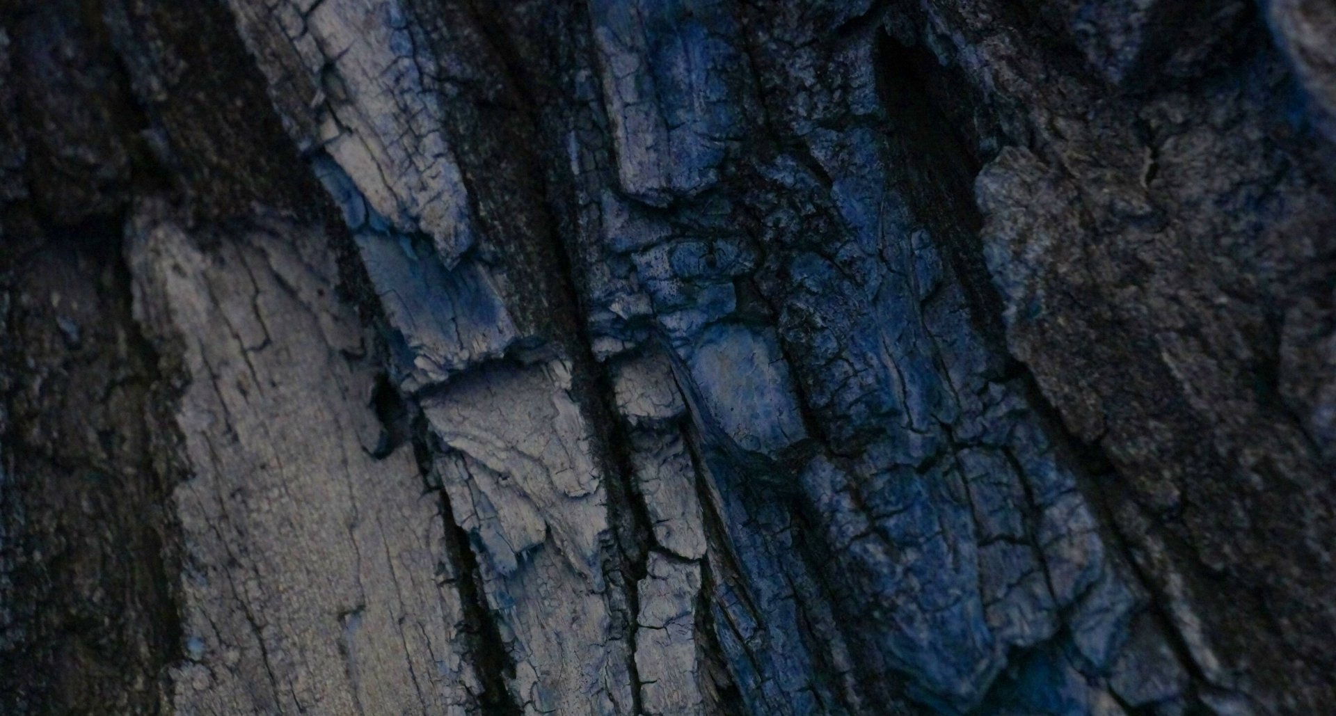 Download Nature Tree 4k Ultra HD Wallpaper