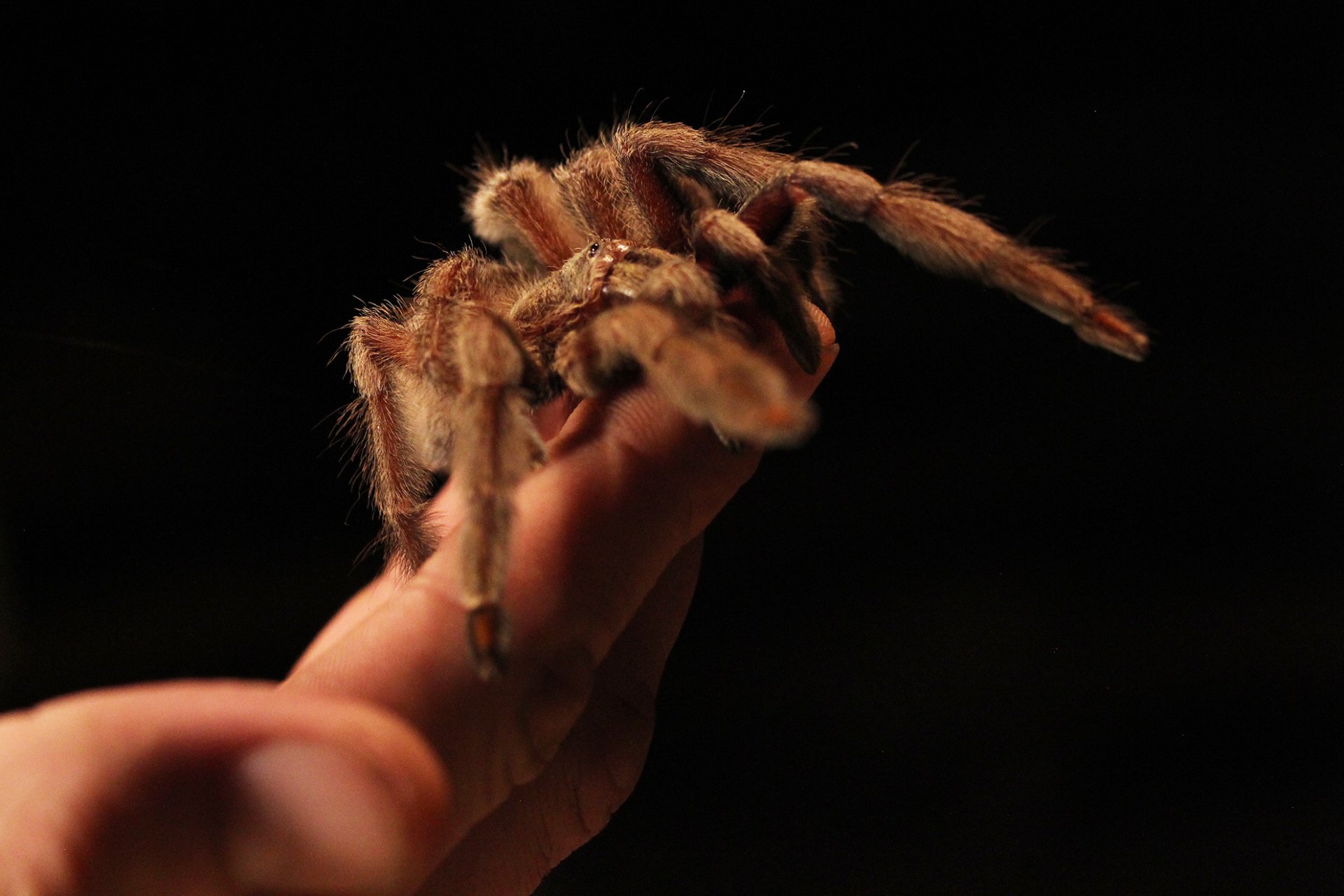 Download Close-up Spider Animal Tarantula HD Wallpaper