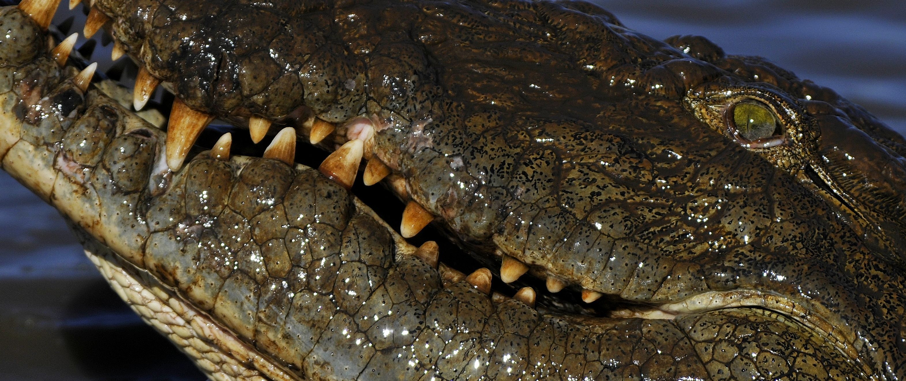 Crocodile Hd Wallpapers Download