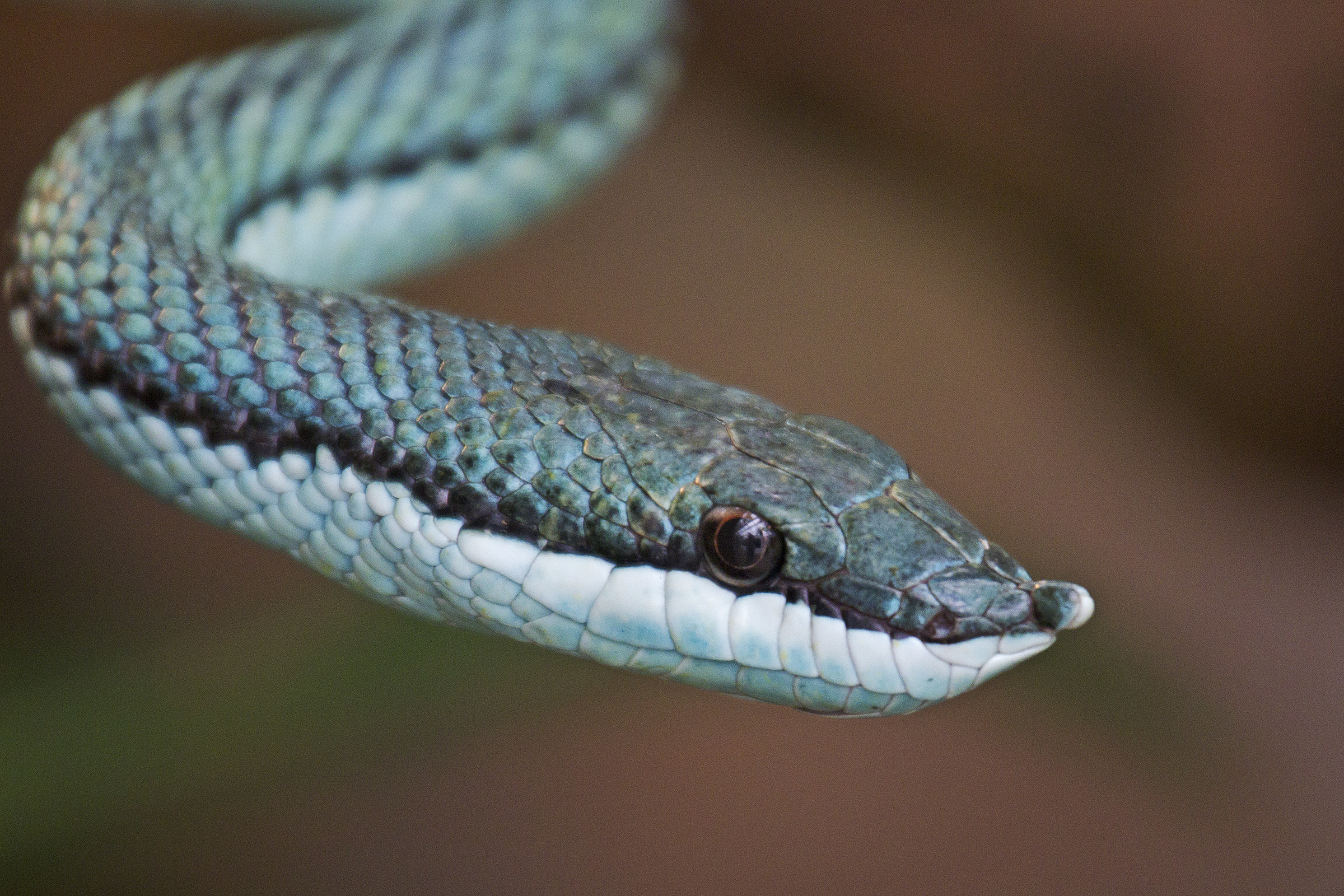 Download Animal Snake HD Wallpaper