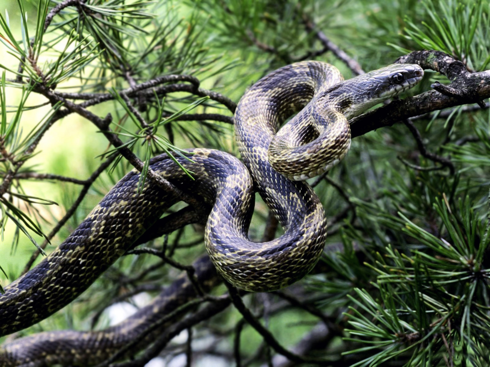 Snake Wallpaper and Background Image | 1600x1200 | ID:666993 ...