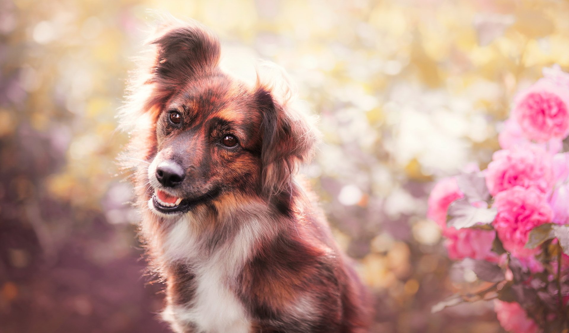 Dog Close Up Wallpaper