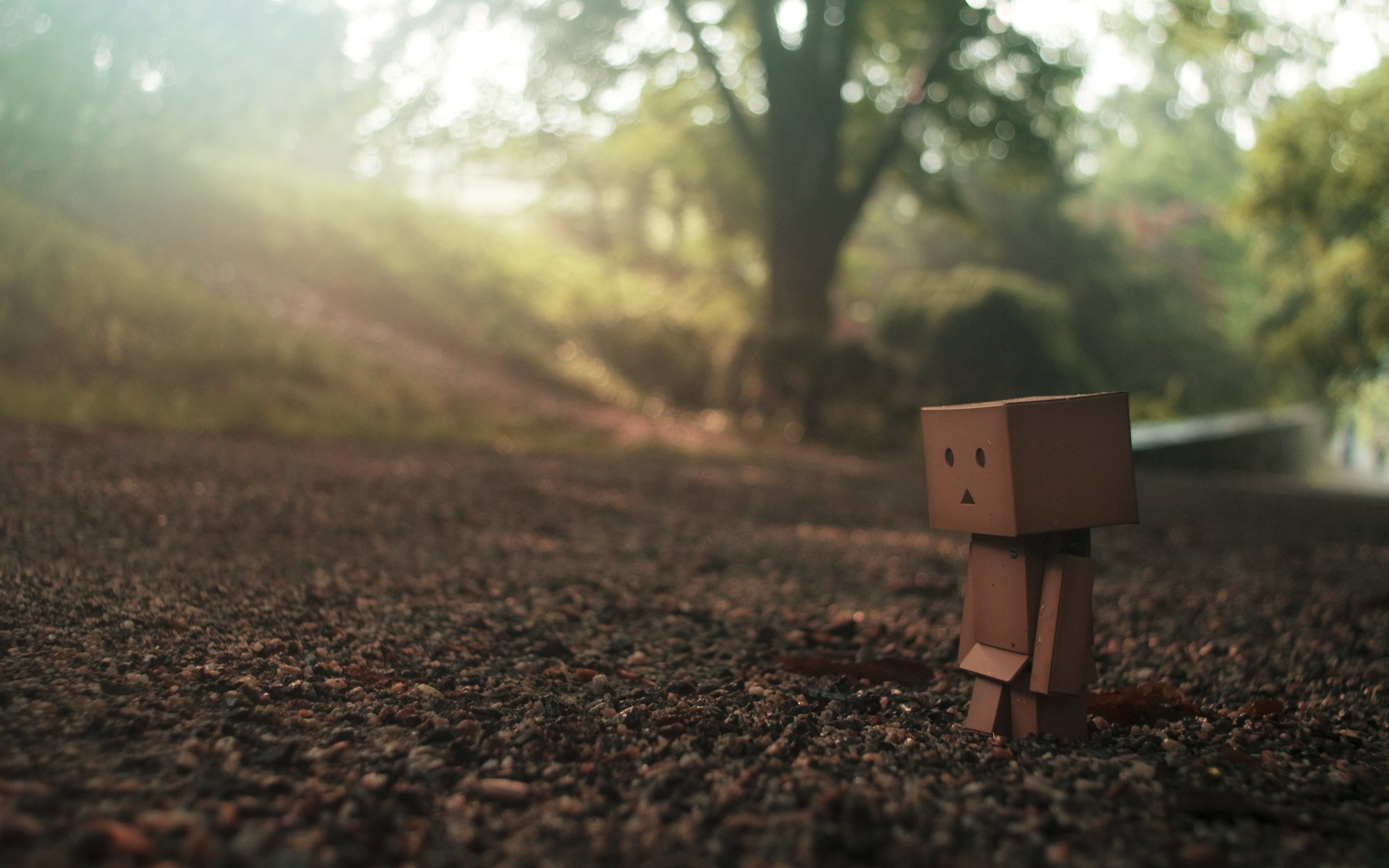 Danbo in Morning Light — HD Wallpaper