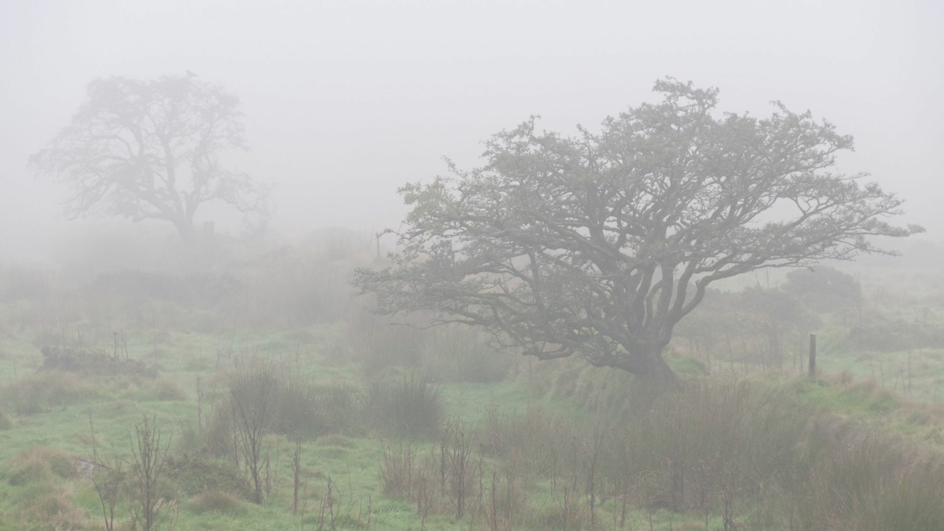 Download Tree Nature Fog HD Wallpaper