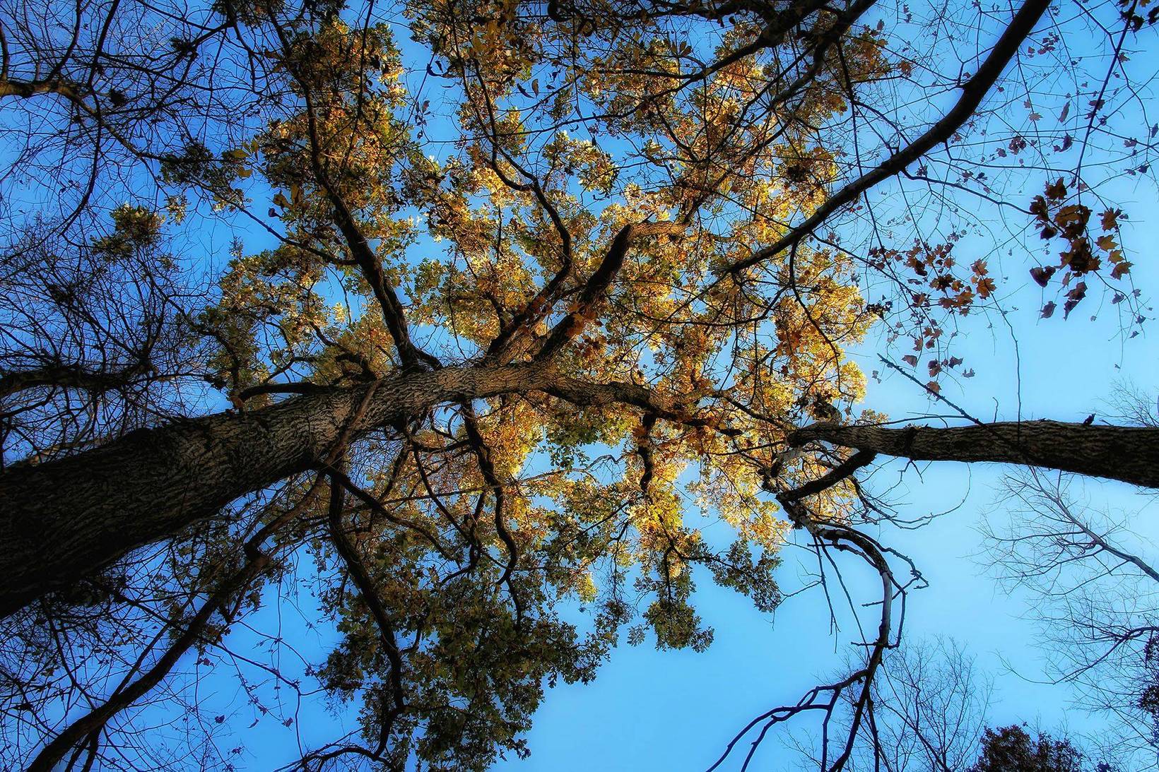 Download Nature Tree Wallpaper