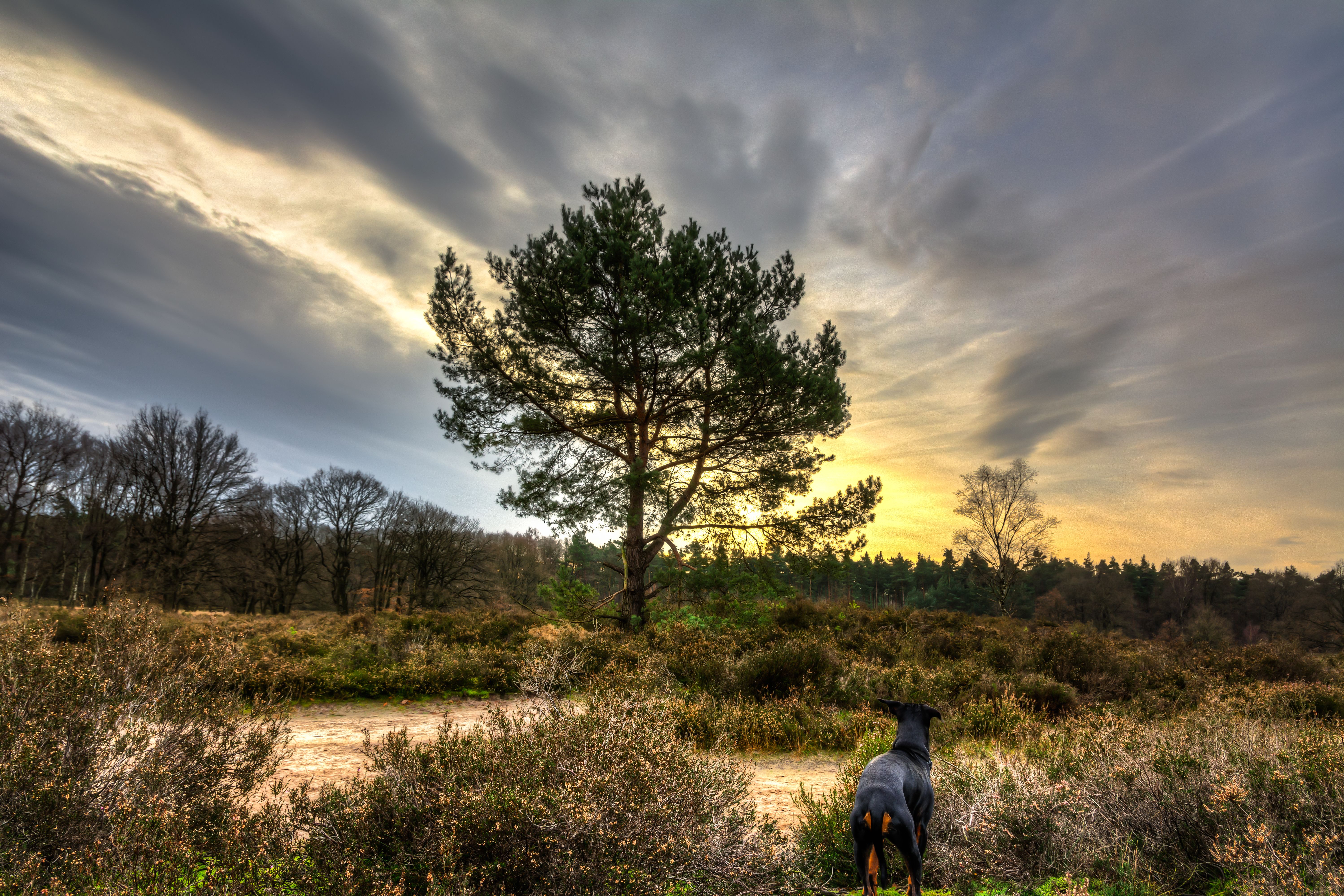 Download Nature Forest Tree Dog Photography Landscape 4k Ultra HD Wallpaper