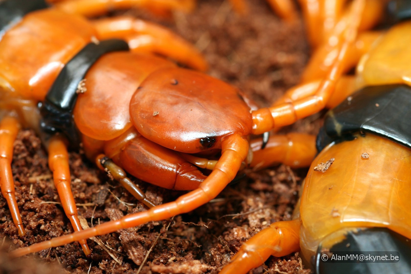 Download Animal Centipede Wallpaper