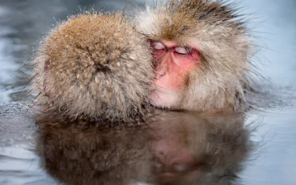 [10+] Snow Monkey 4k Wallpapers