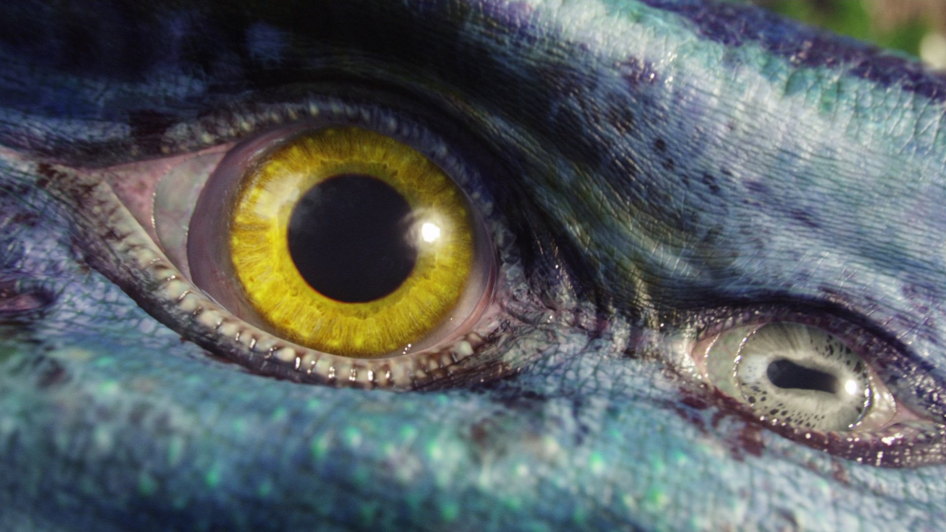 Avatar — Na'vi Gaze (HD Movie Wallpaper)