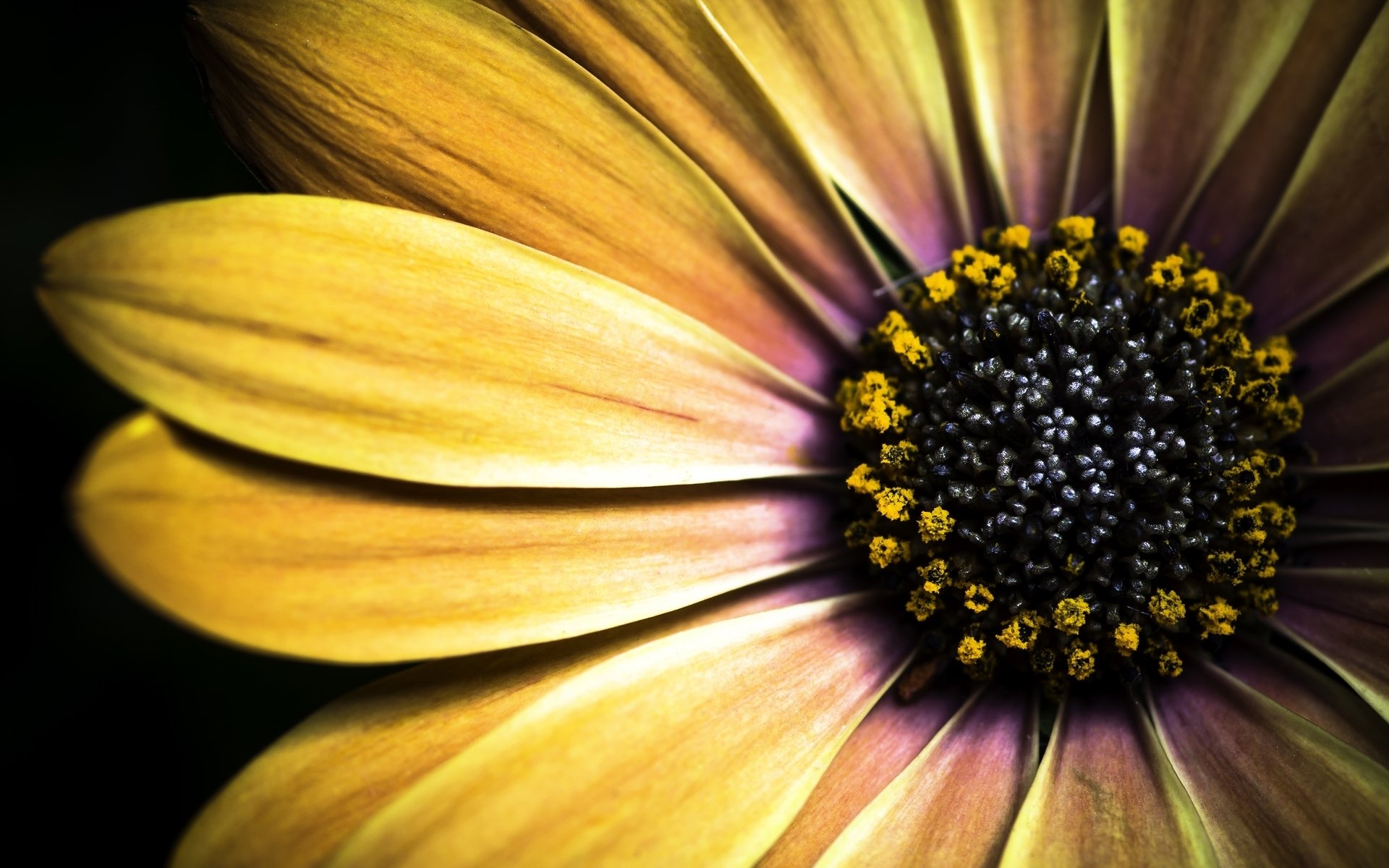 Download Flower Close-up Golden Nature Daisy HD Wallpaper