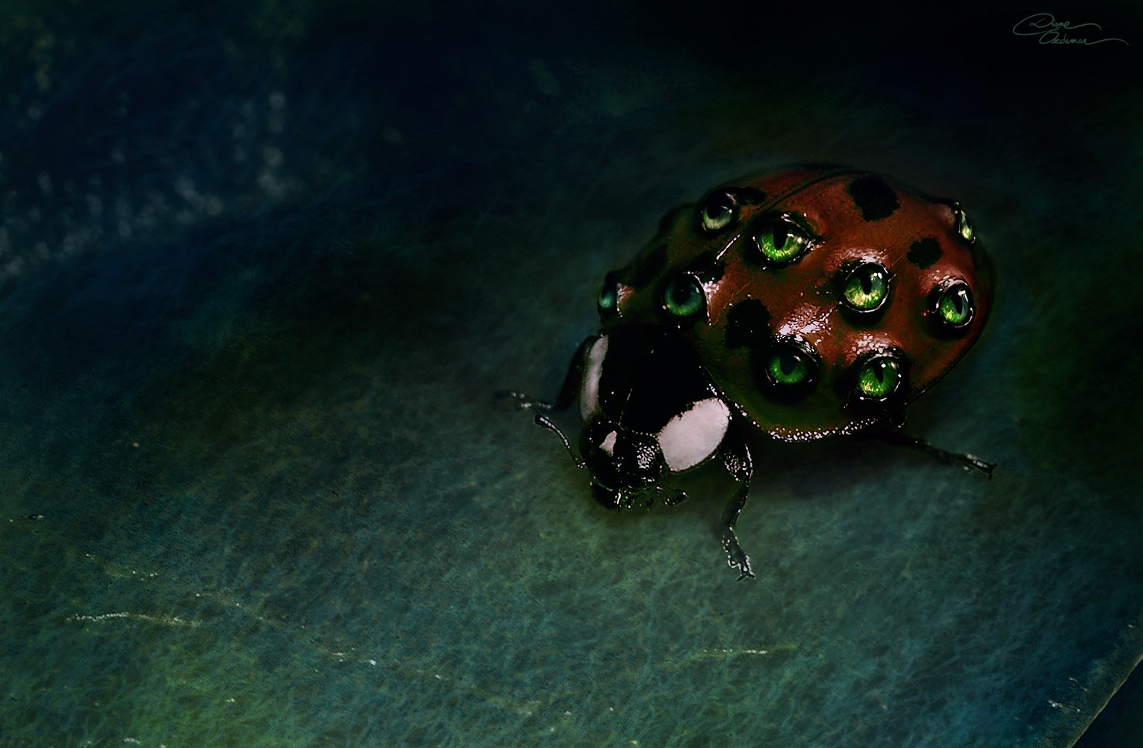 Dark Macro Horror: The Green-Eyed Ladybug