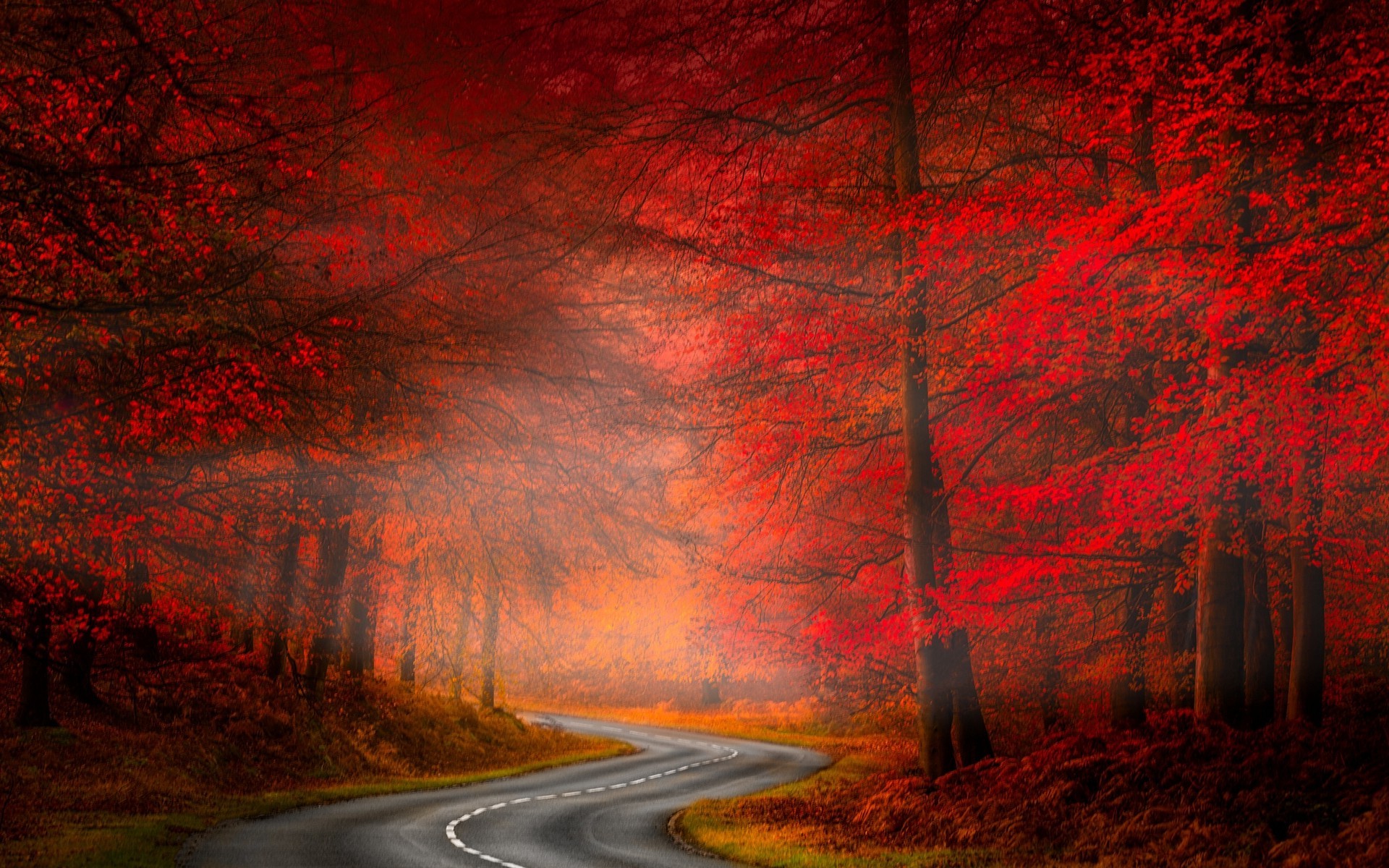 Autumn Forest Road