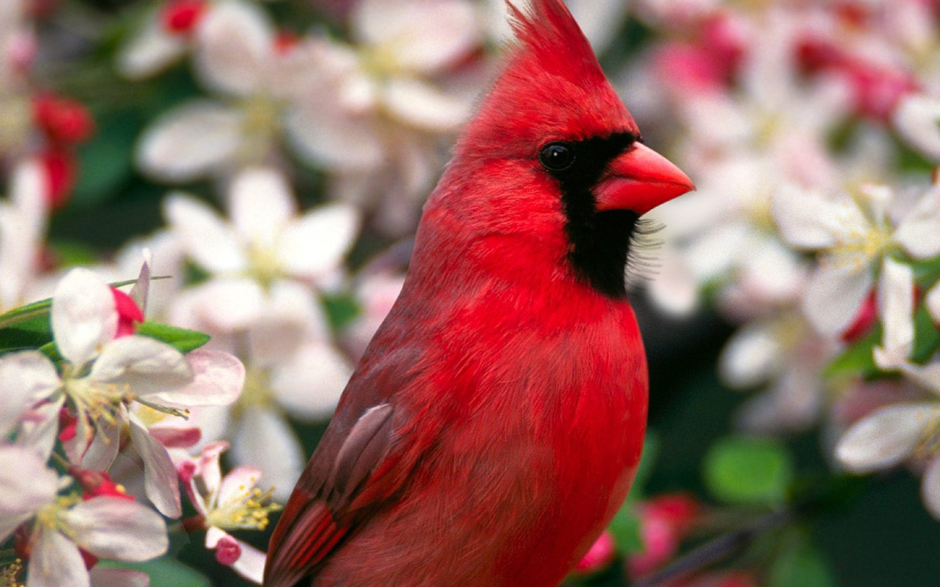 Download Close-up Flower Branch Spring Red Bird Animal Cardinal HD ...