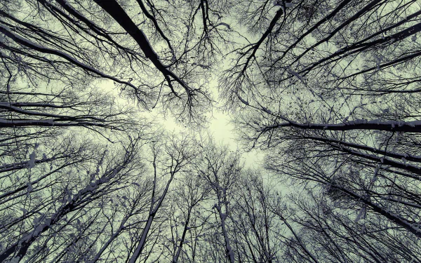 Download Treetops Snow Nature Tree Sky Winter Forest HD Wallpaper by ...