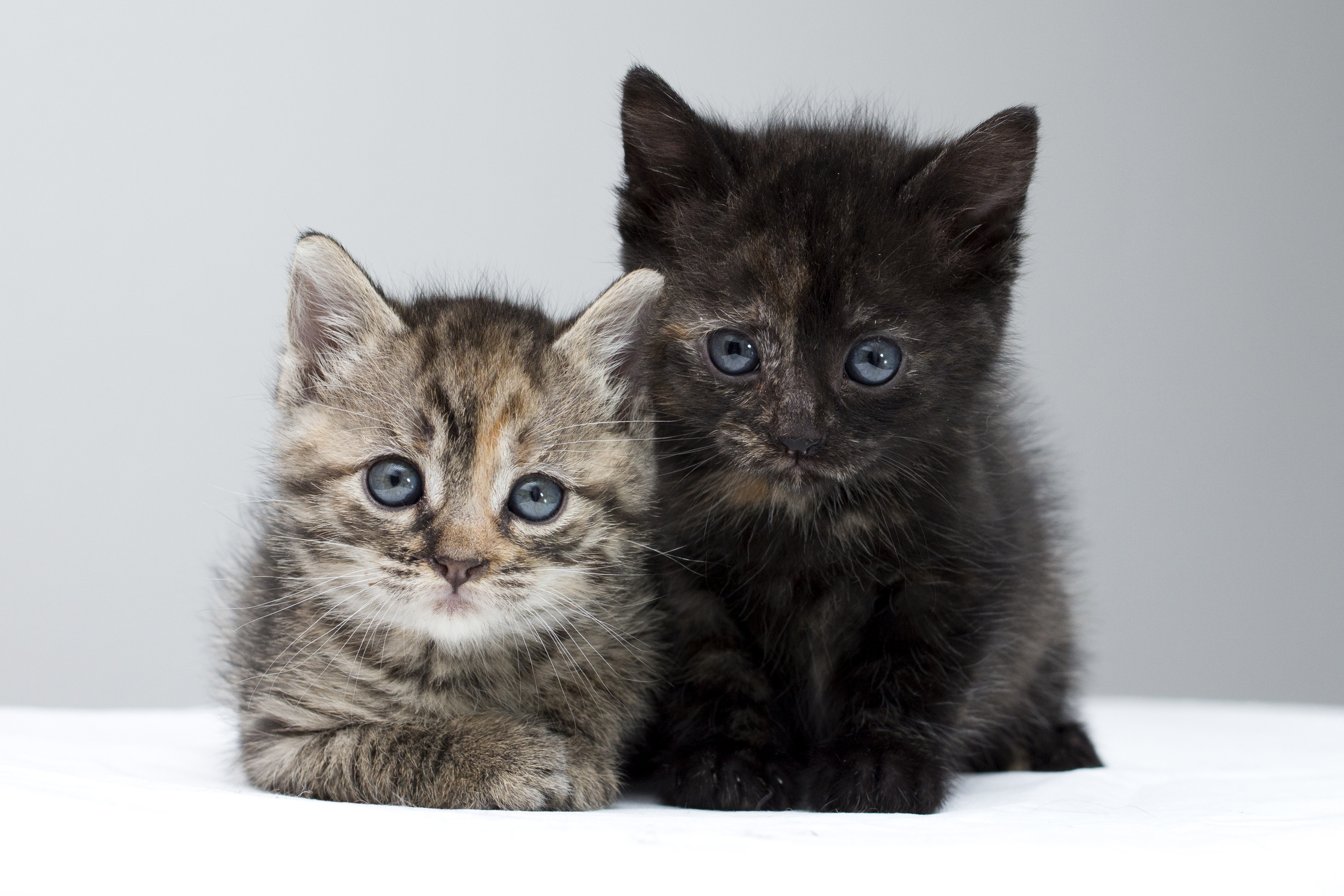 Two Kittens
