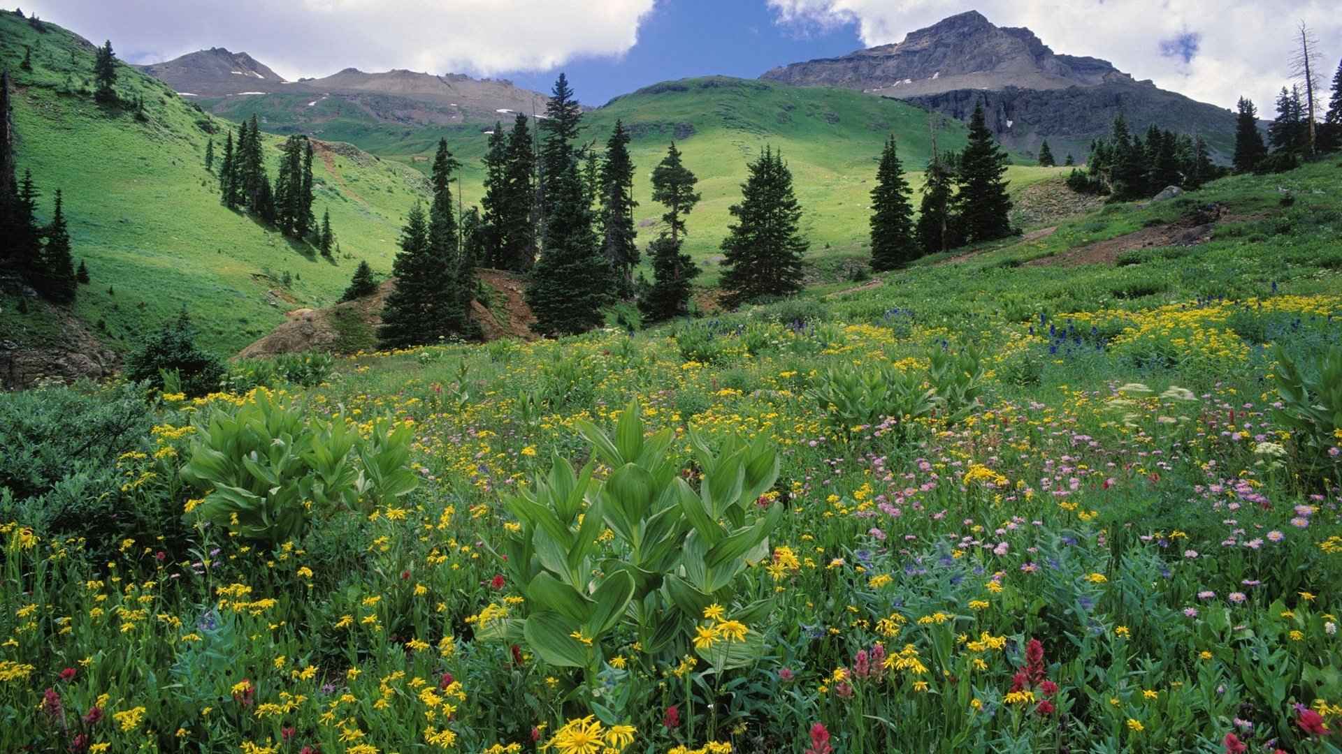 Download Nature Colorful Flower Plant Tree Hill Landscape HD Wallpaper