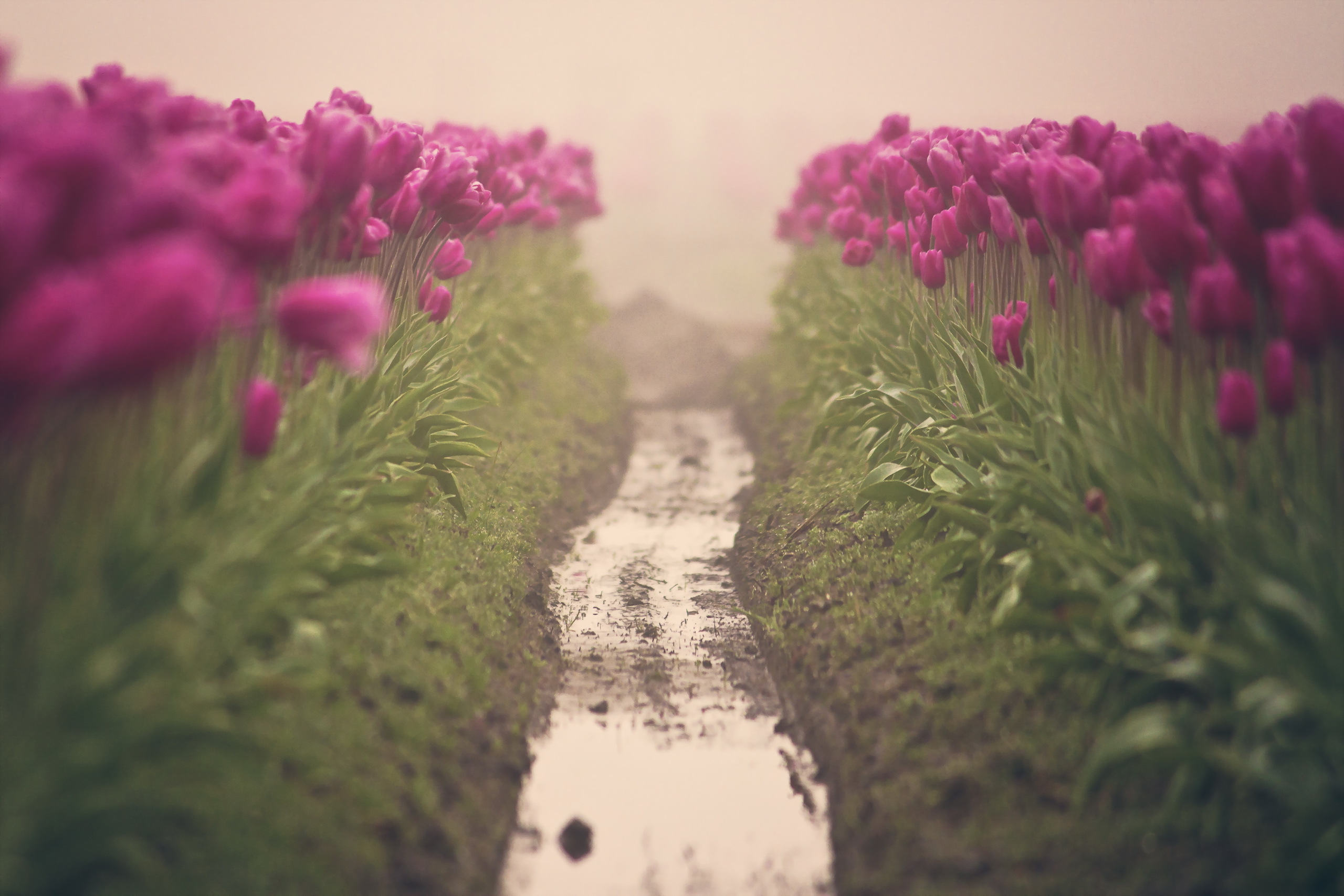 Download Purple Flower Field Nature Fog Flower Tulip HD Wallpaper