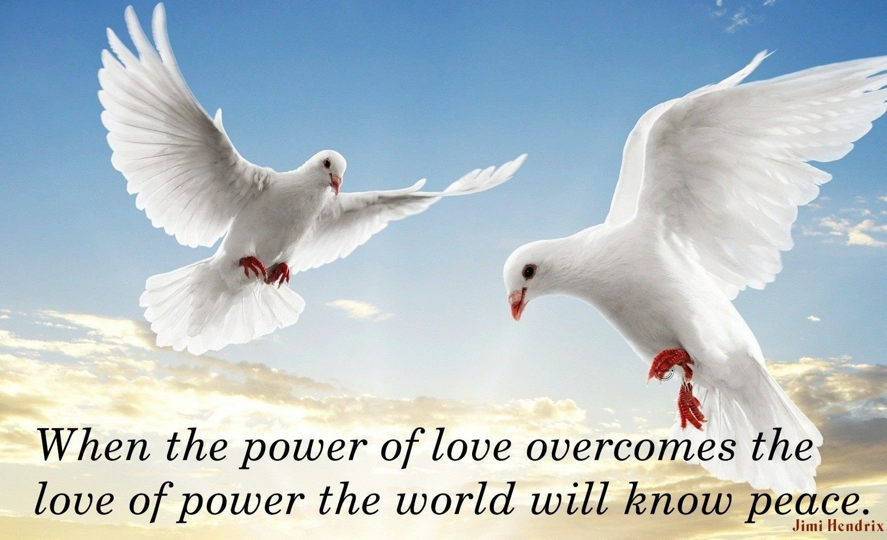 Download Statement Bird Dove Misc Quote Wallpaper