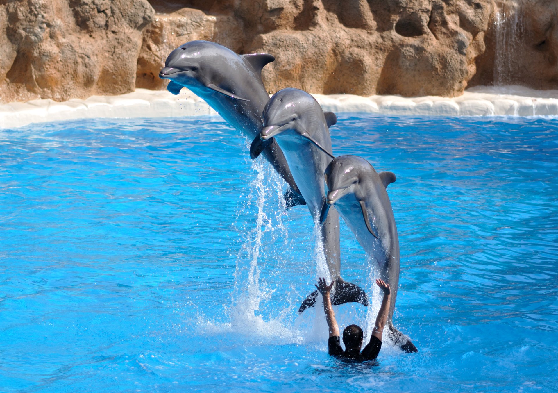 Graceful Bottlenose Dolphins Leaping – HD Animal Wallpaper by Quartl