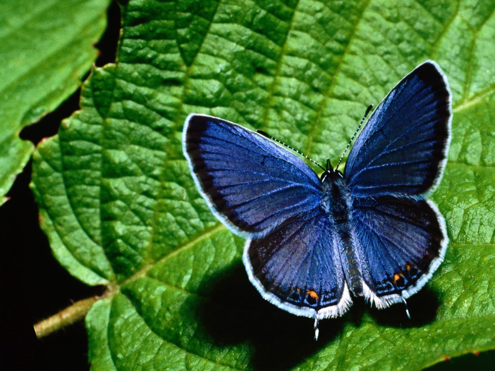 Blue Butterfly on Leaf