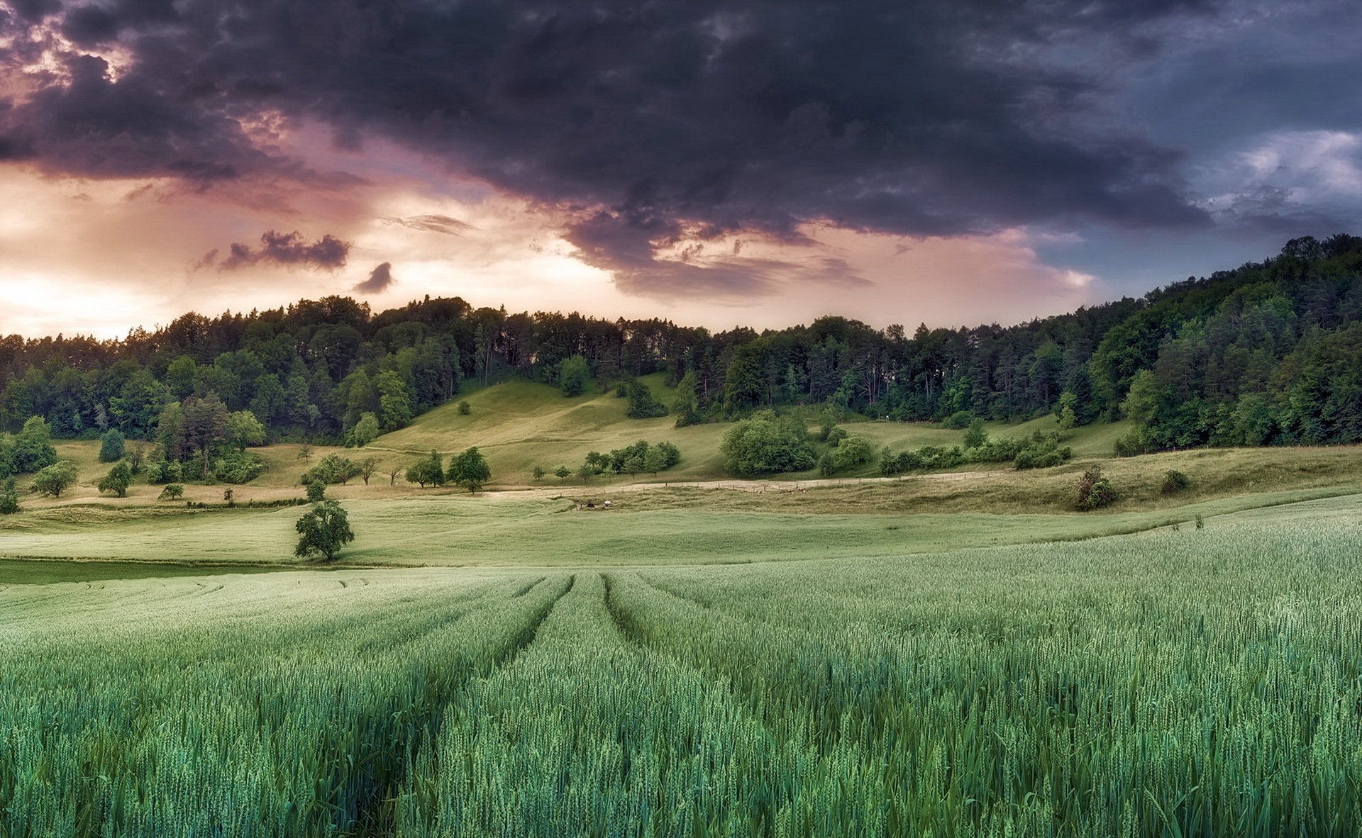 Nature Field Hd Wallpapers Landscape, Grass, Field Wallpapers HD