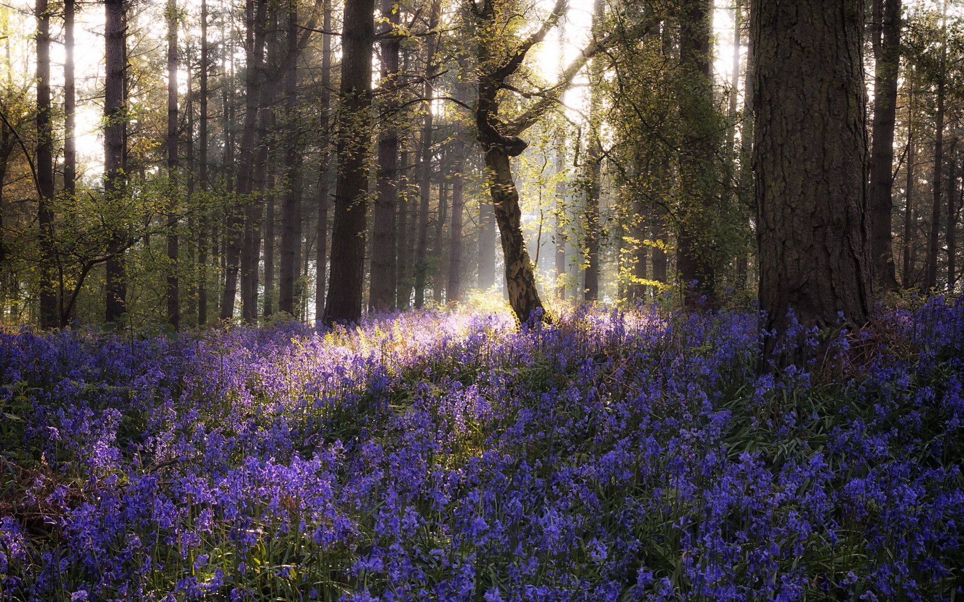 Download Tree Purple Flower Flower Forest Nature Sunbeam HD Wallpaper