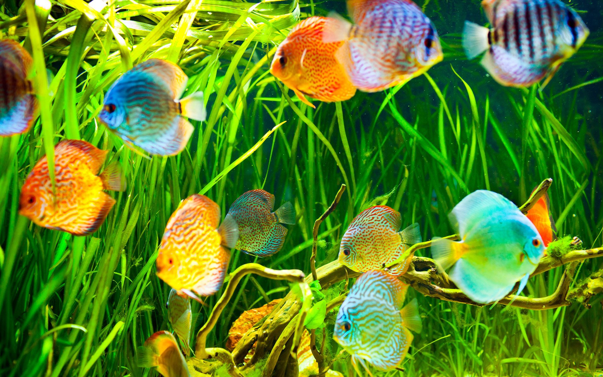 Red Colorcast Images In Underwater Eggarry